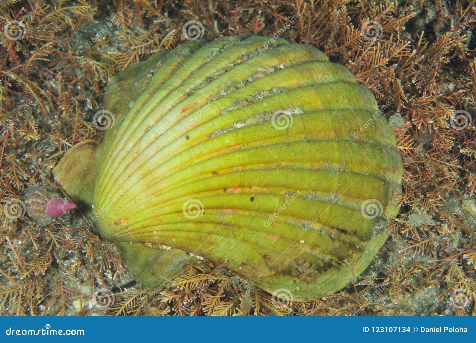Yellow Scallop Shell in Algae Stock Photo - Image of alga, shell: 123107134