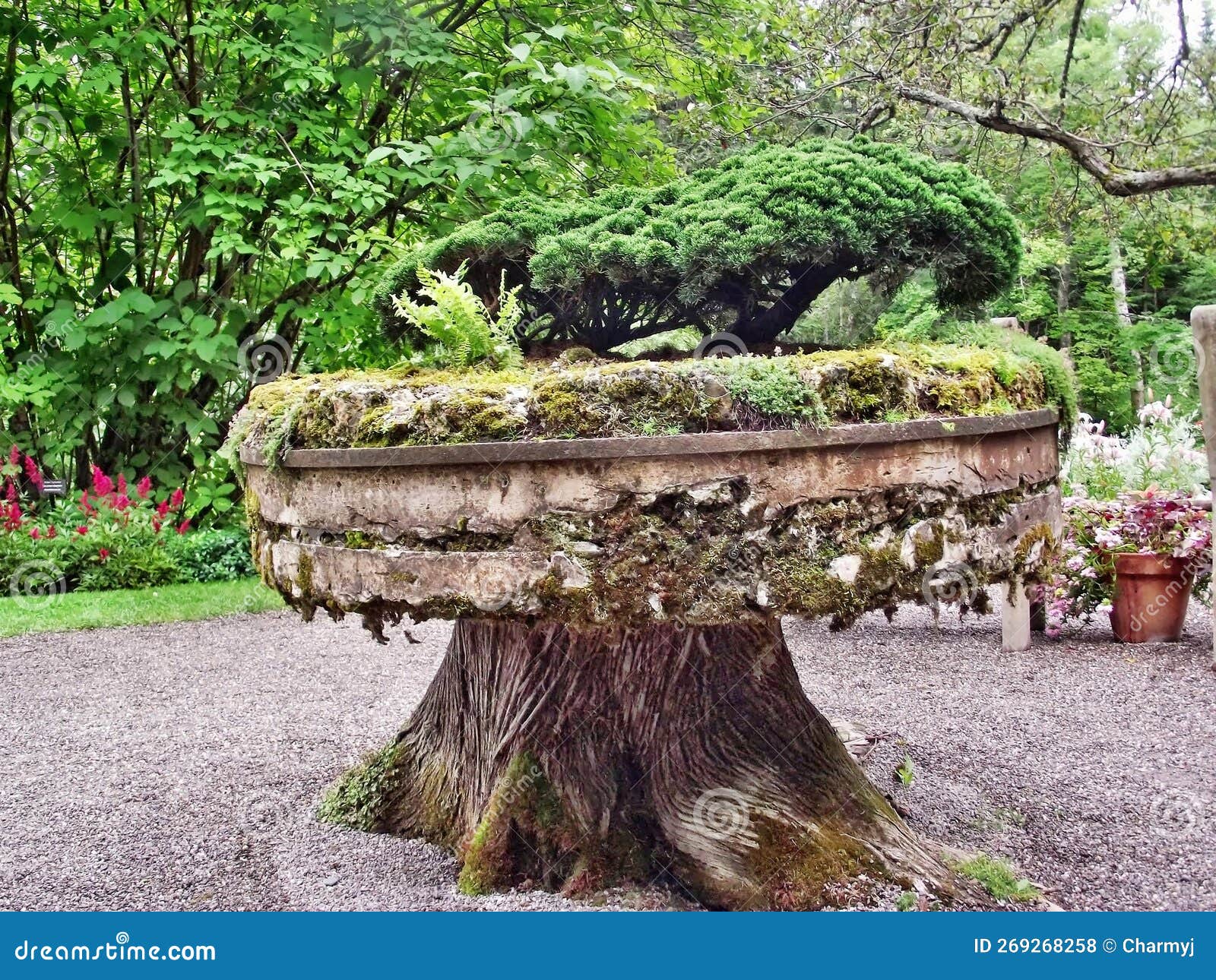 Banzai on a Tree Stump in the Park. Stock Photo - Image of flower ...