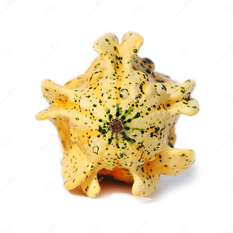 Unusually Shaped Autumn Squash Stock Image - Image of fall, shape: 22408799