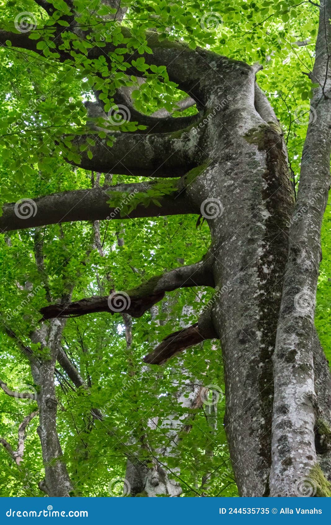 Unusually Shaped Beech Trunk Stock Image - Image of plant, outside ...