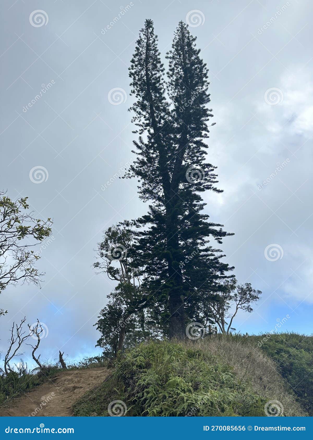 Unusually Shaped Fir Tree Top! Split Tree Top! Stock Photo - Image of ...