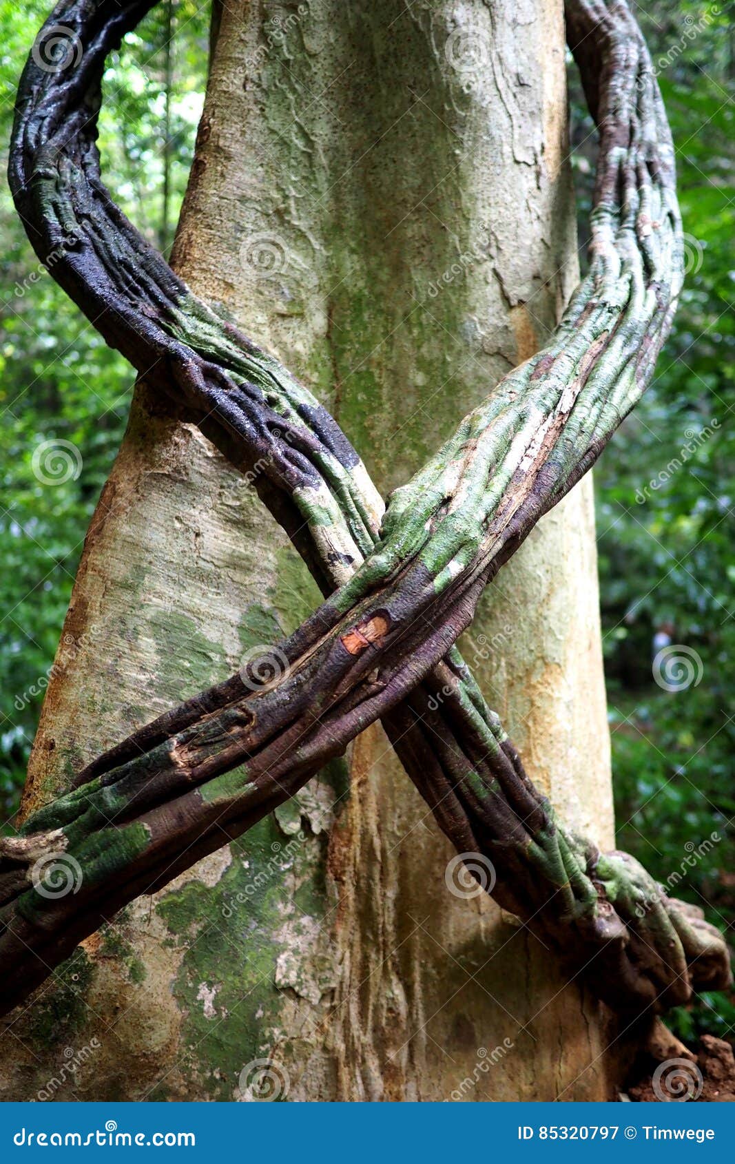 Vine Jungle Branches Hanging. Climber Isolated On White Background With ...