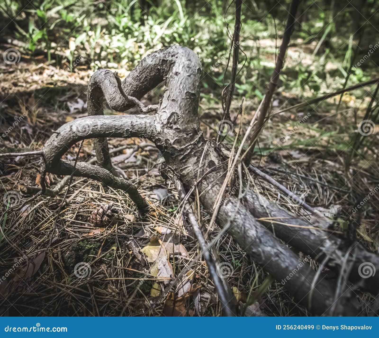 An Unusually Twisted Root of a Fallen Tree is Divided into 3 Parts in a ...
