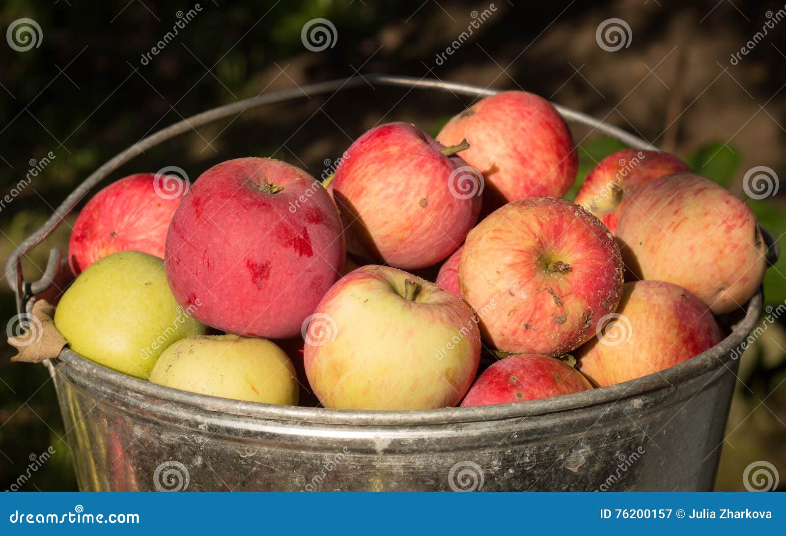 Unwashed Non Plastic Apples in the Pail Stock Image - Image of fresh ...