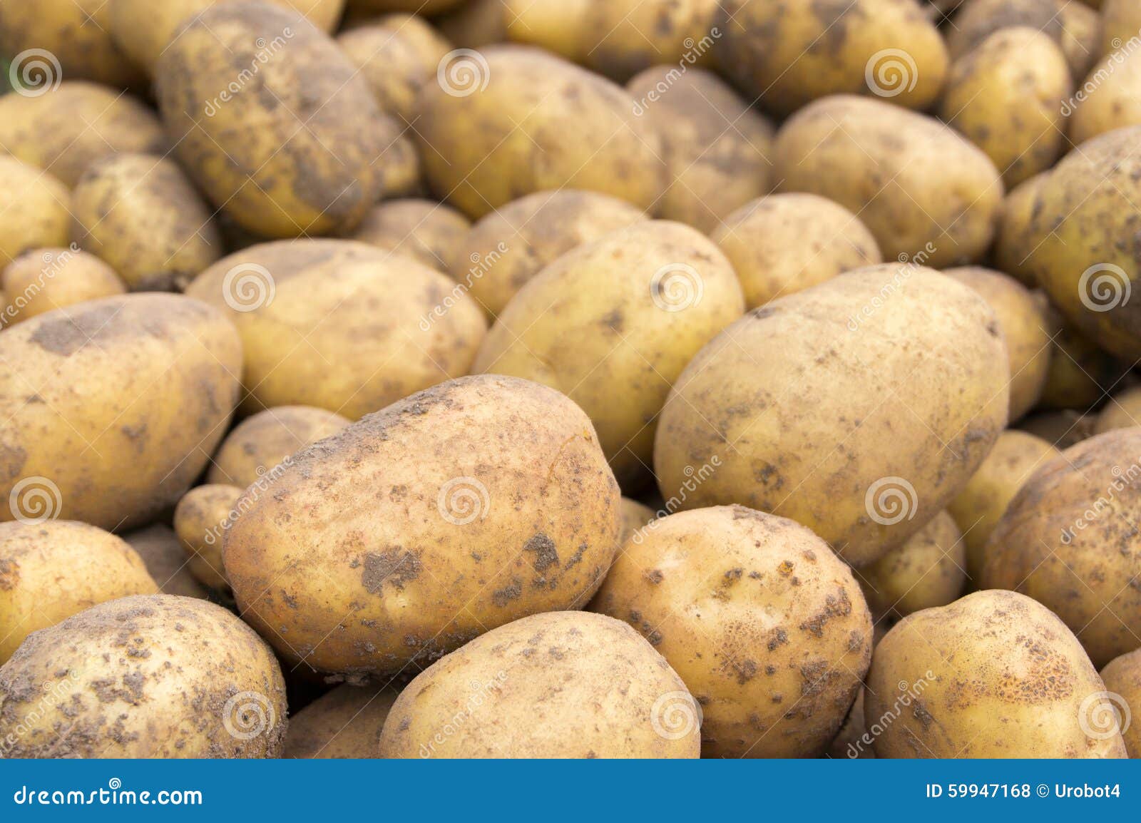 Unwashed potato stock photo. Image of farm, uncooked - 59947168