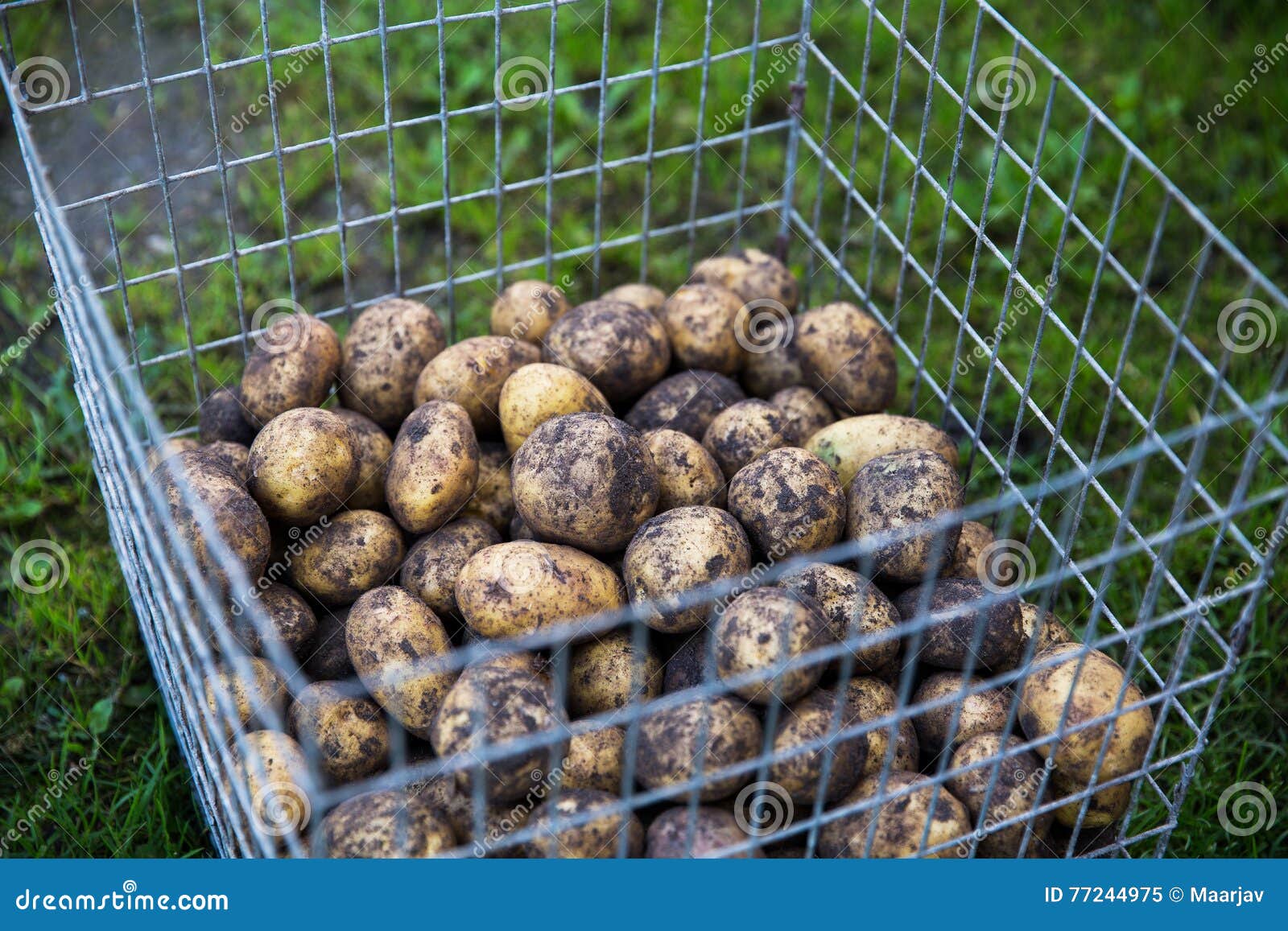 Unwashed potatoes stock image. Image of fresh, potato - 77244975