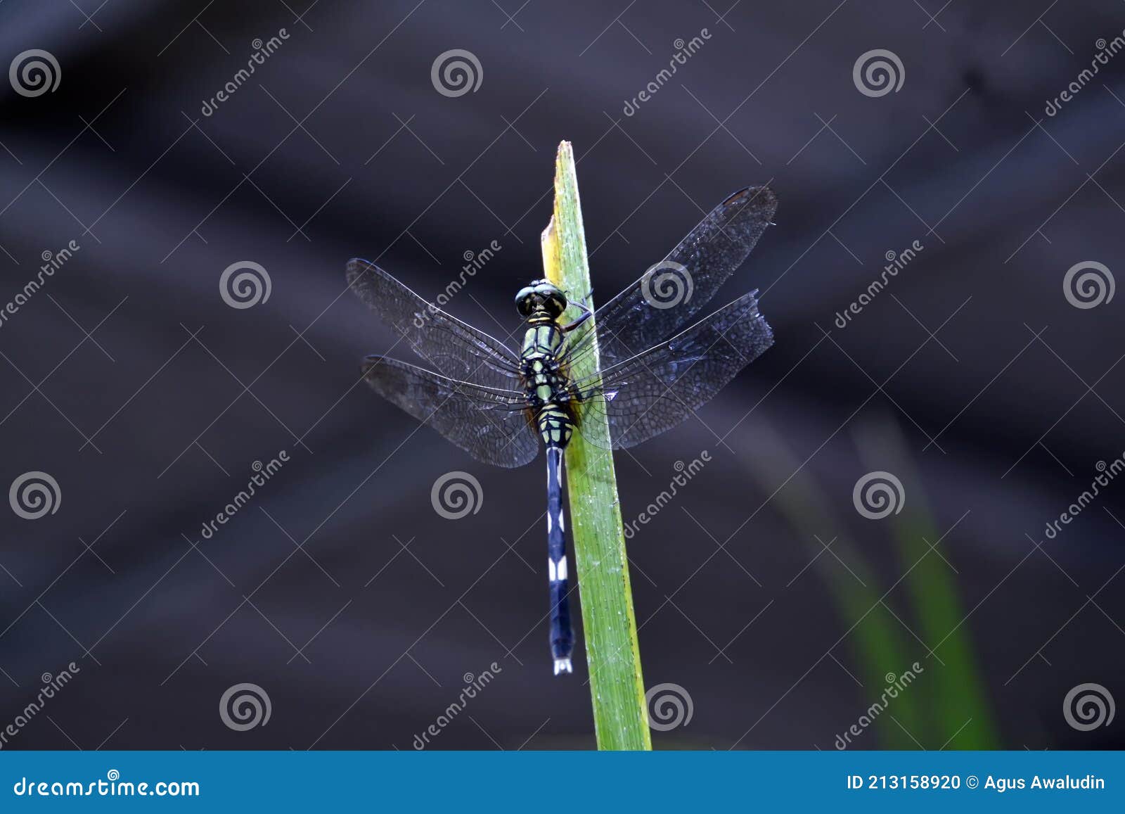 Dragonflies Perch on the Tips of the Leaves Stock Photo - Image of ...