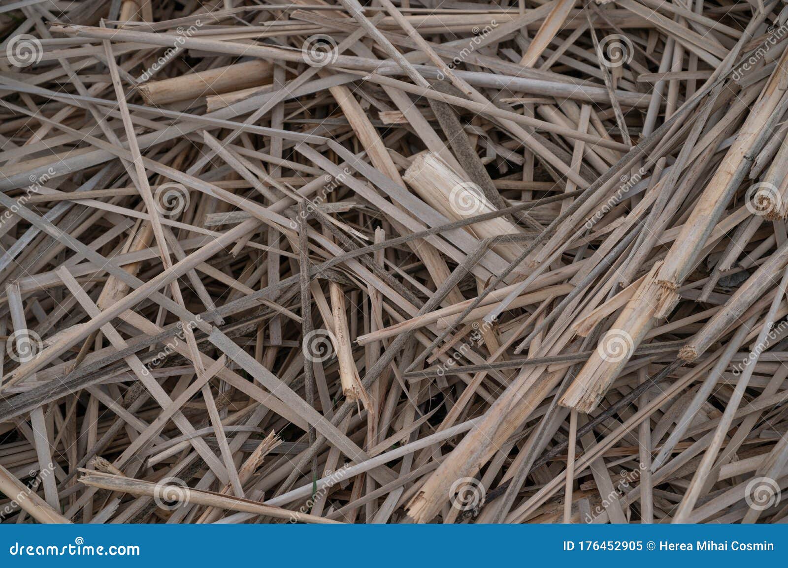 Unwrought Dried Reed on the Lake Shore Background Stock Image - Image ...