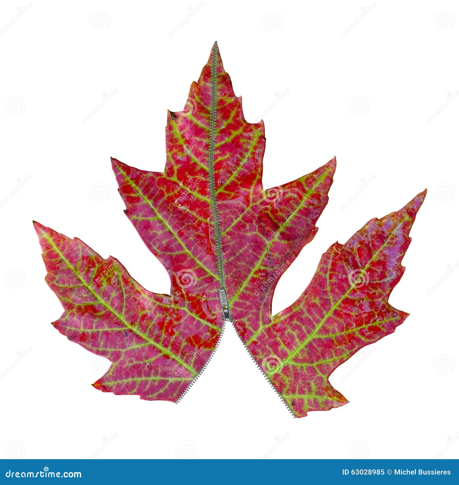 Autunm Leaf Paint Royalty-Free Stock Image | CartoonDealer.com #33090160