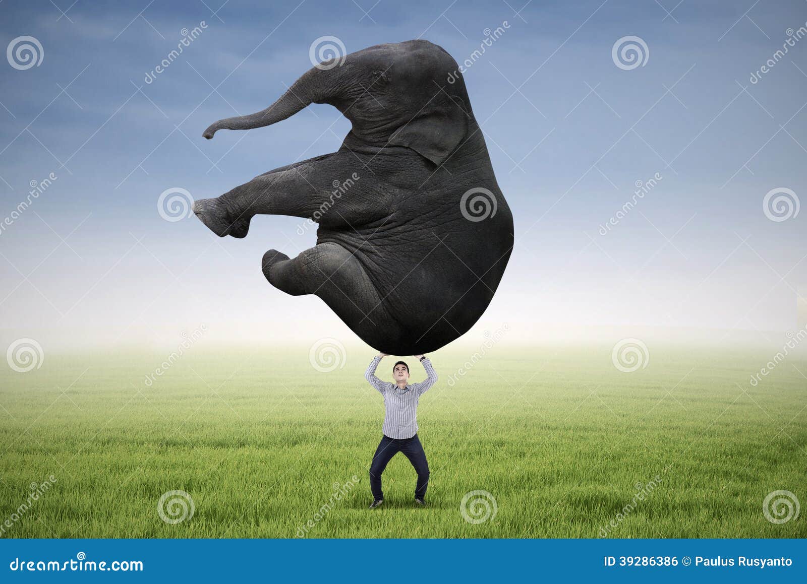Uomo Che Solleva Elefante Pesante Fotografia Stock - Immagine di ...