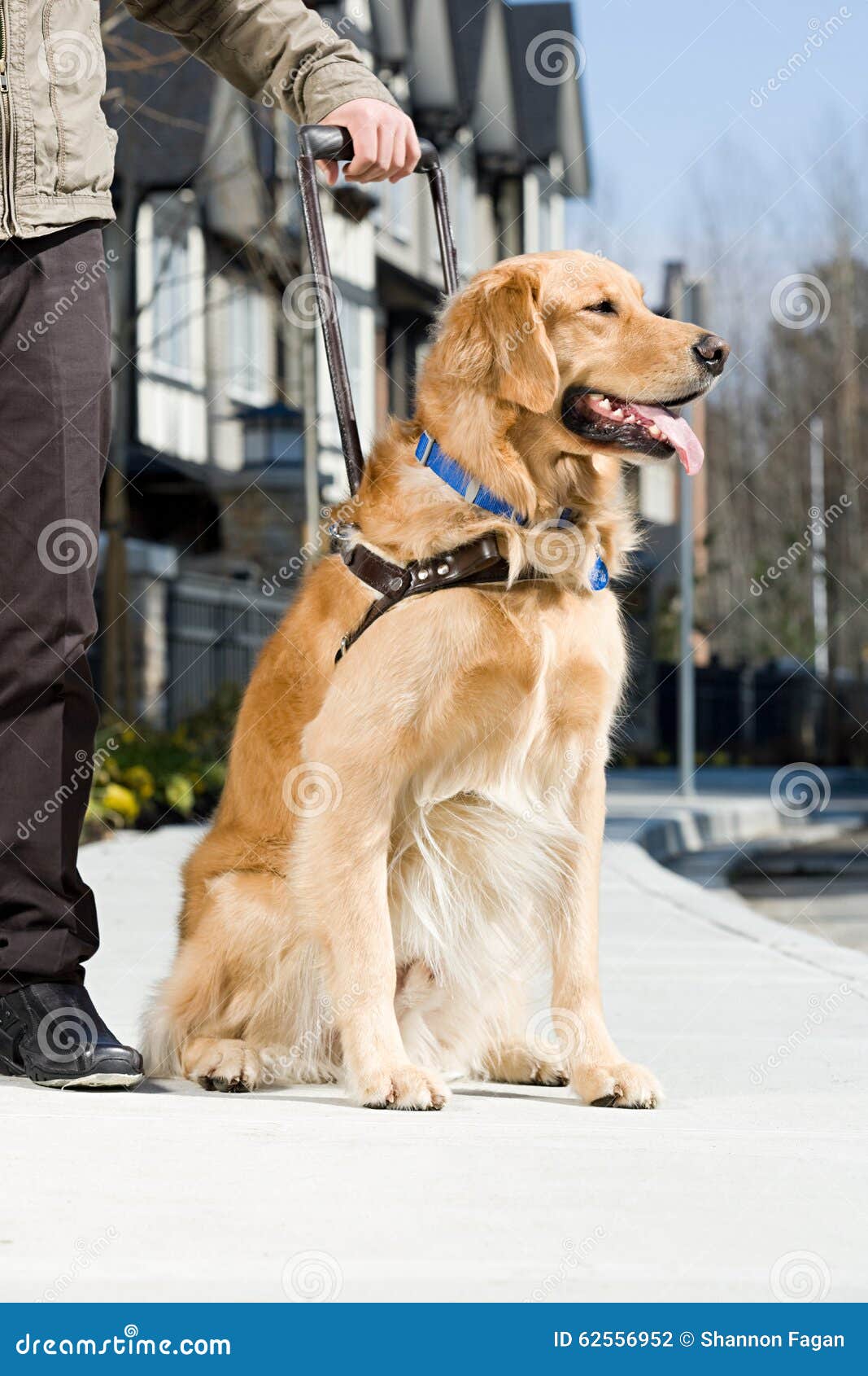 Uomo cieco e un cane guida fotografia stock. Immagine di aperto - 62556952