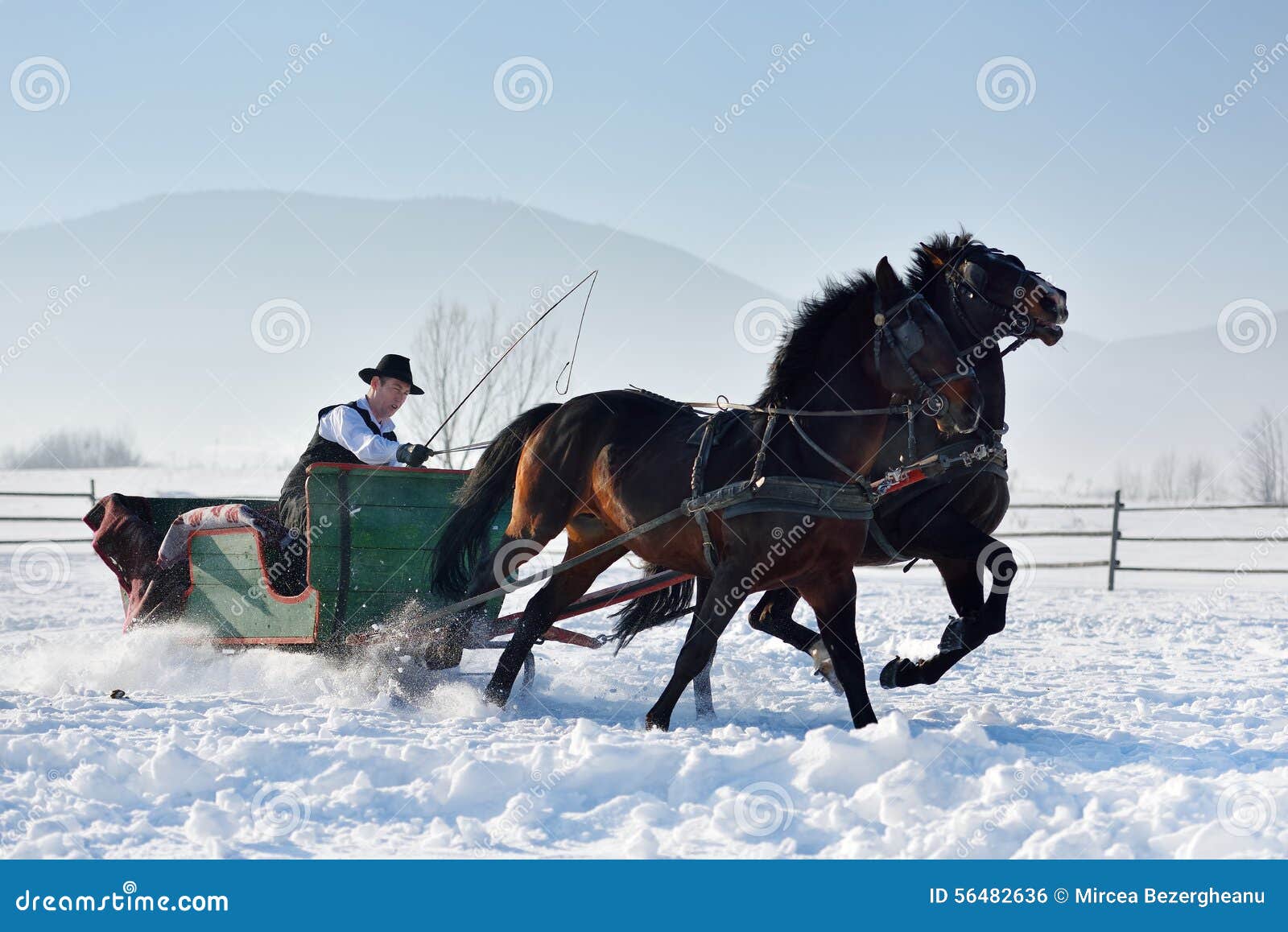 Uomo Con La Slitta Tirata Dai Cavalli Fotografia Stock - Immagine di ...