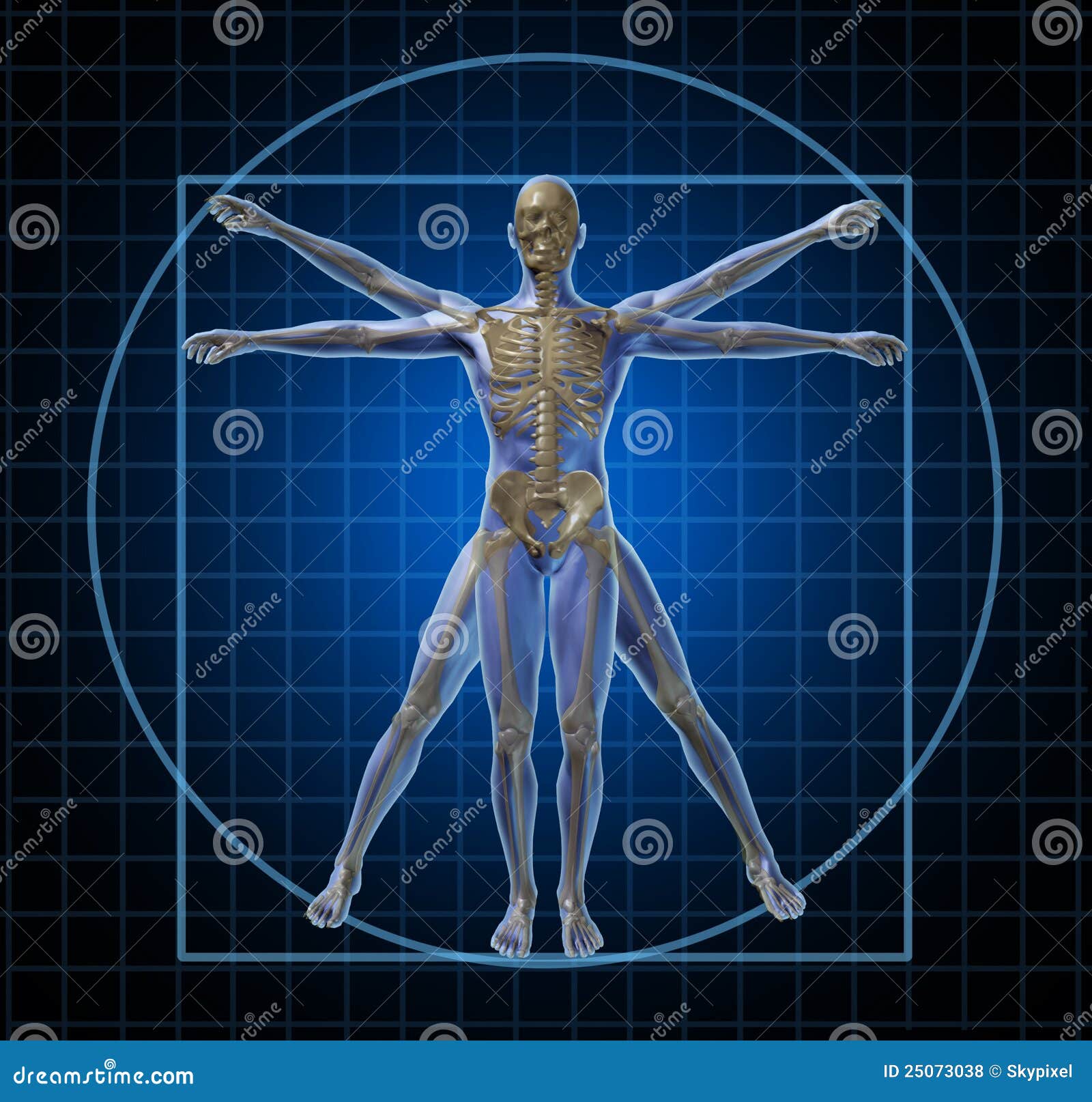 Uomo Di Scheletro Umano Di Vitruvian Illustrazione di Stock ...