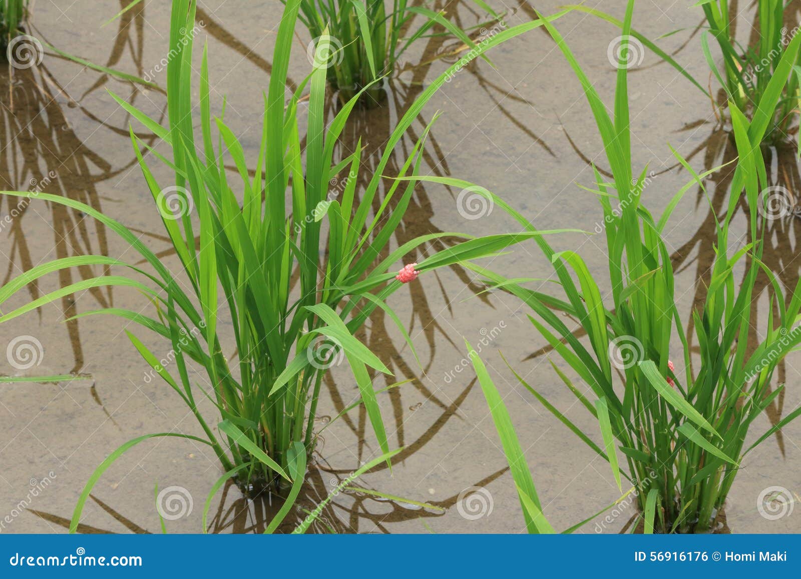 Uova Dorate Della Lumaca Della Mela Fotografia Stock - Immagine di loto ...