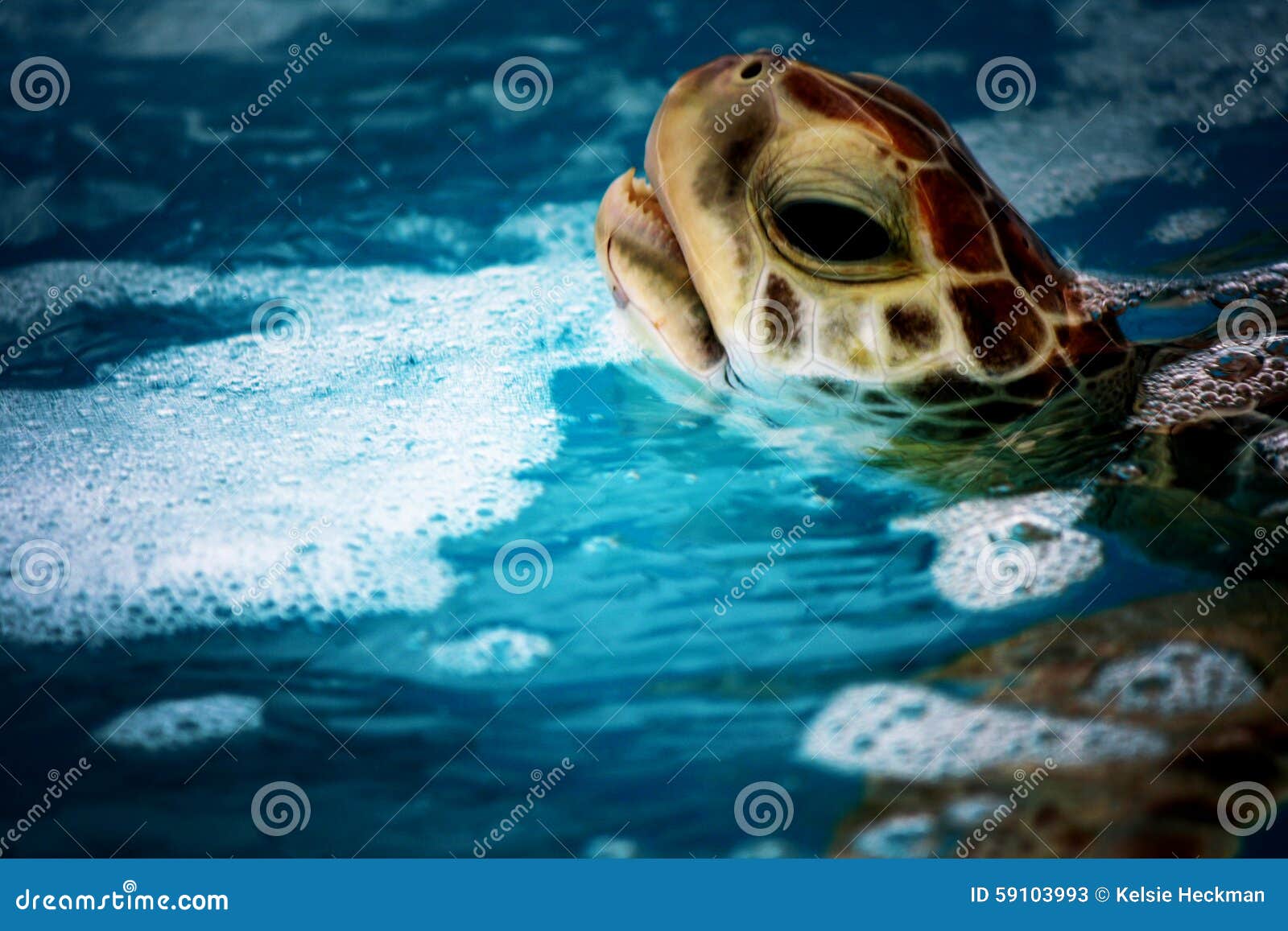 Up for Air stock image. Image of beautiful, sharp, turtle - 59103993