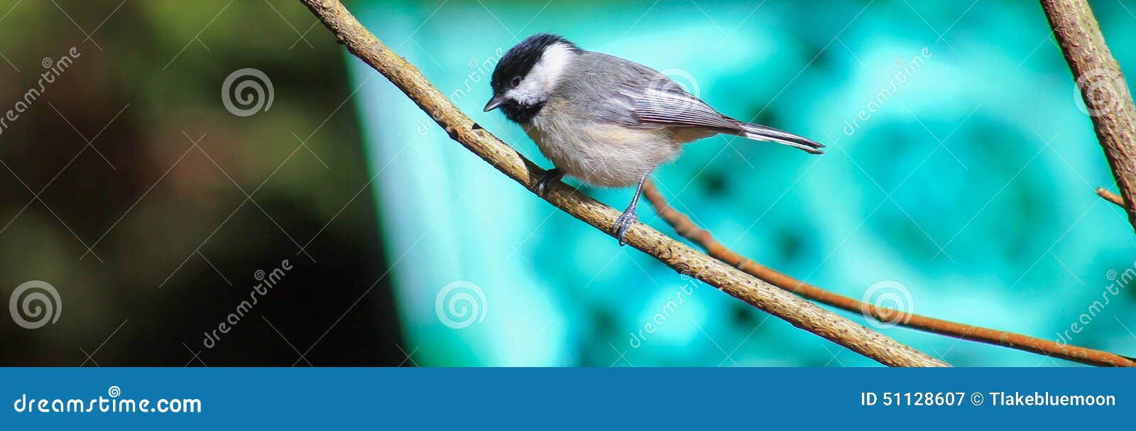 Up-Branch struggle stock image. Image of parus, charlotte - 51128607