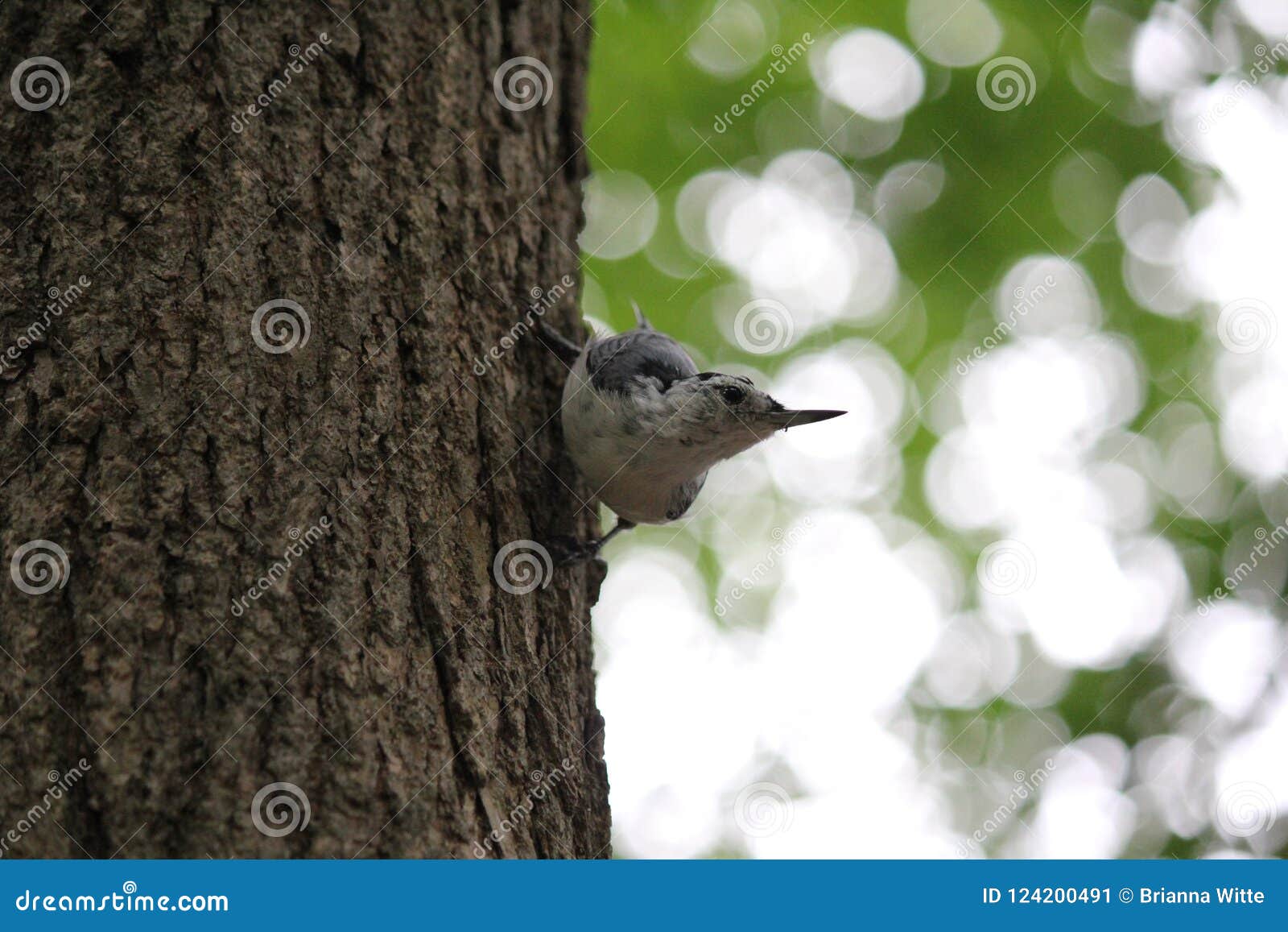 Up among the Branches: Tree Walker Stock Image - Image of clouds, bird ...