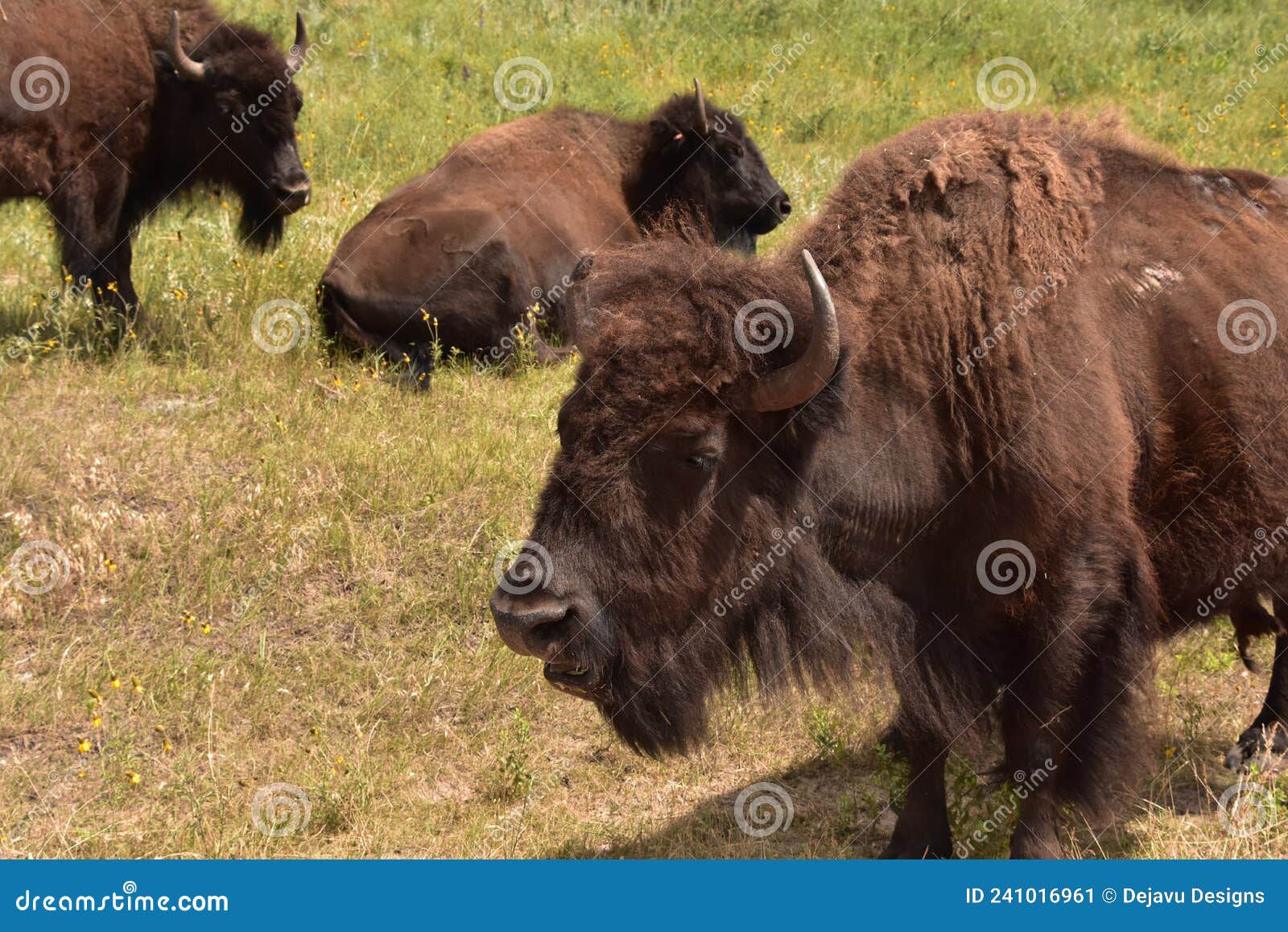 Up Close with American Buffalo on the Range Stock Image - Image of ...