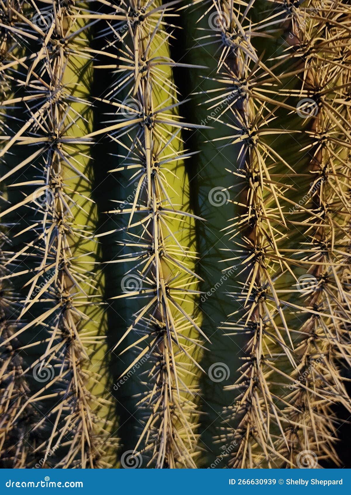 Up Close of American Cactus Stock Image - Image of branch, cactus ...