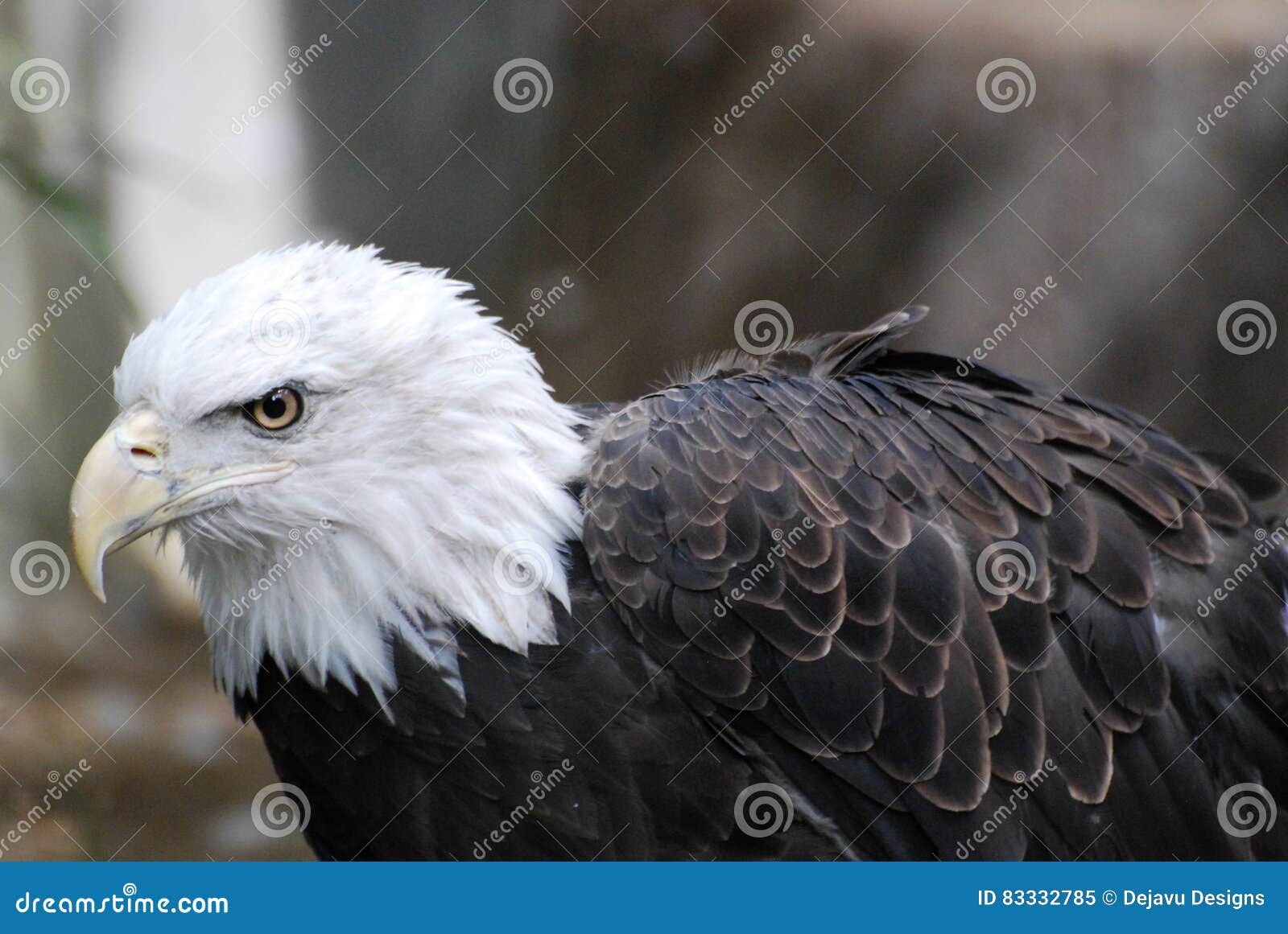 Up Close with a Bald Eagle stock image. Image of bird - 83332785