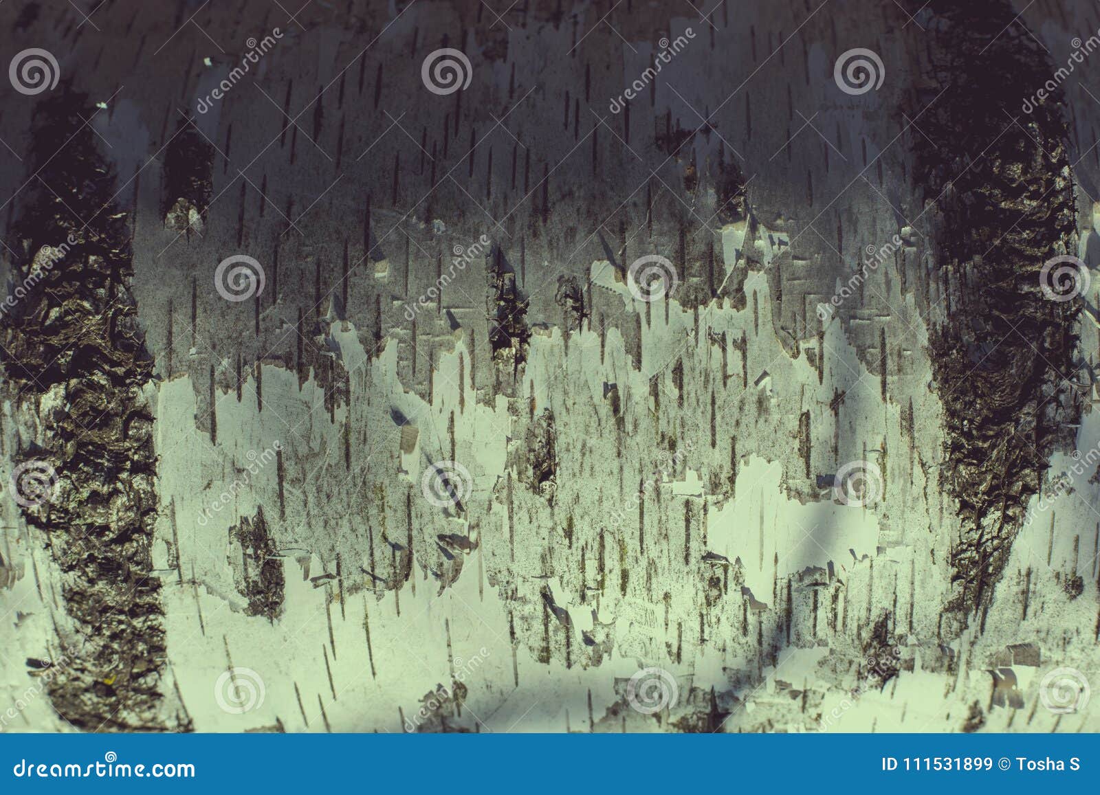 Close Up Of The Bark Of Old Canarian Pine Tree, Also Known As Pinus ...