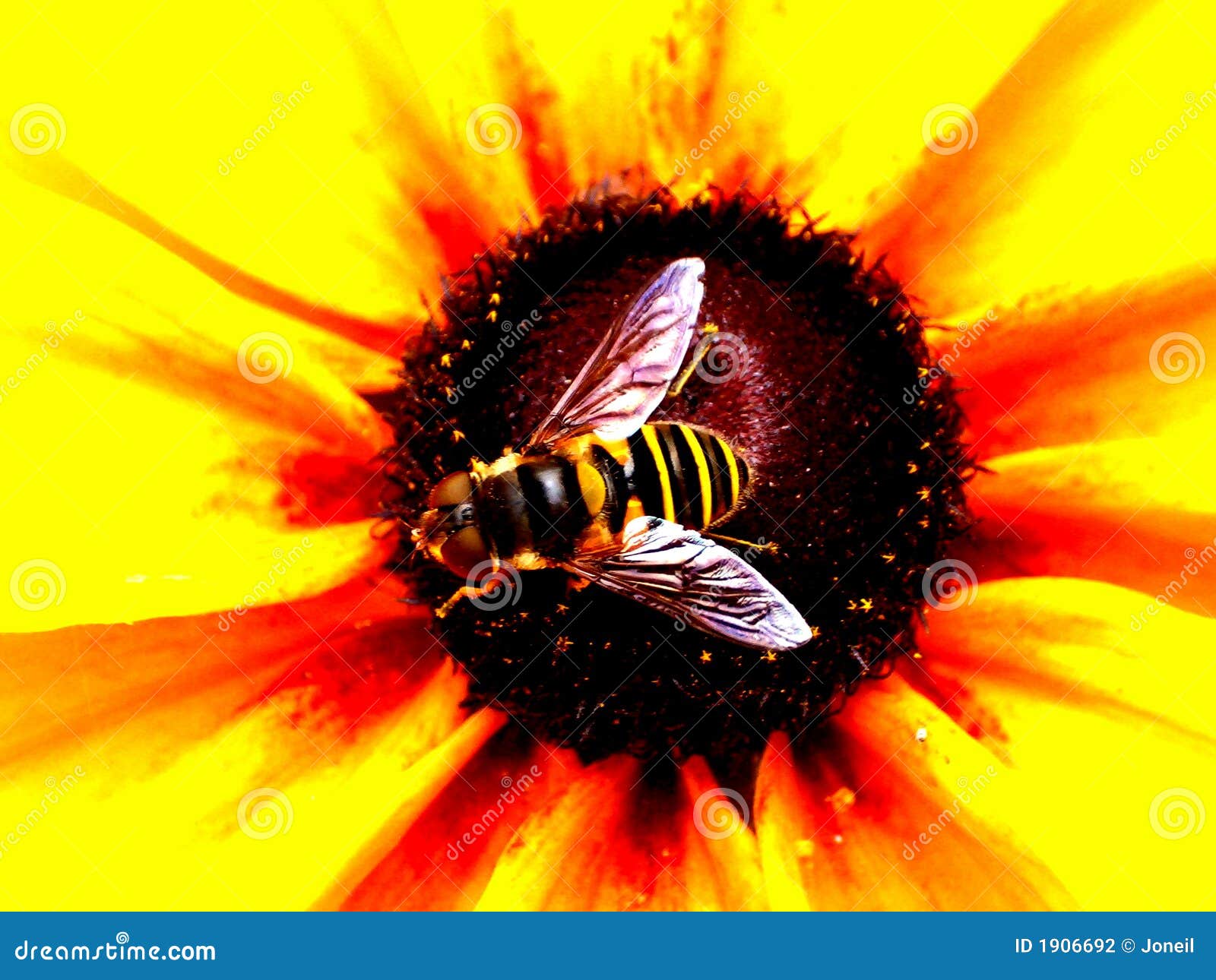 Up Close Bee & Bright Flower Stock Photo - Image of vibrant, sting: 1906692