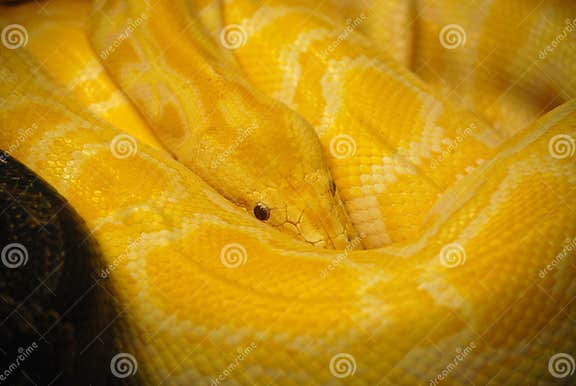 Up Close with a Burmese Python Stock Image - Image of nature ...