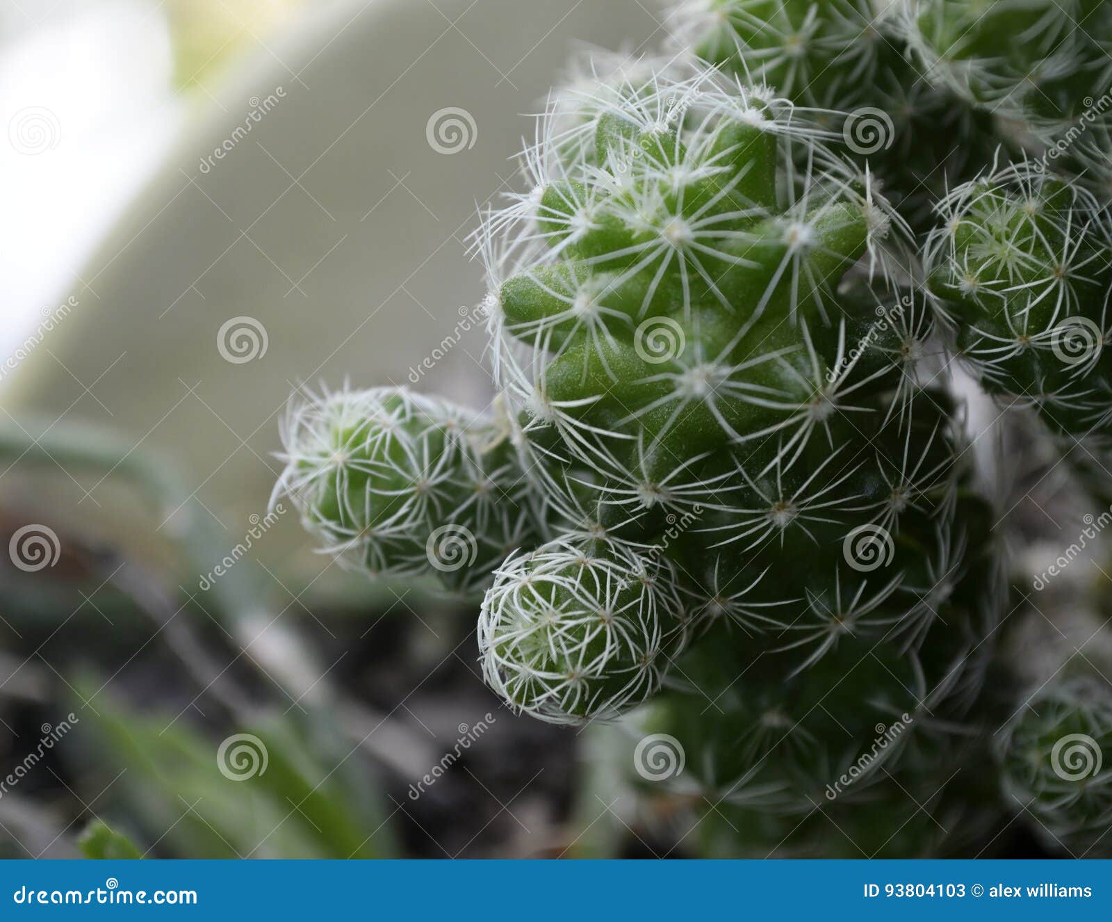 Up Close Cactus Plant in Pot Stock Image - Image of green, potted: 93804103