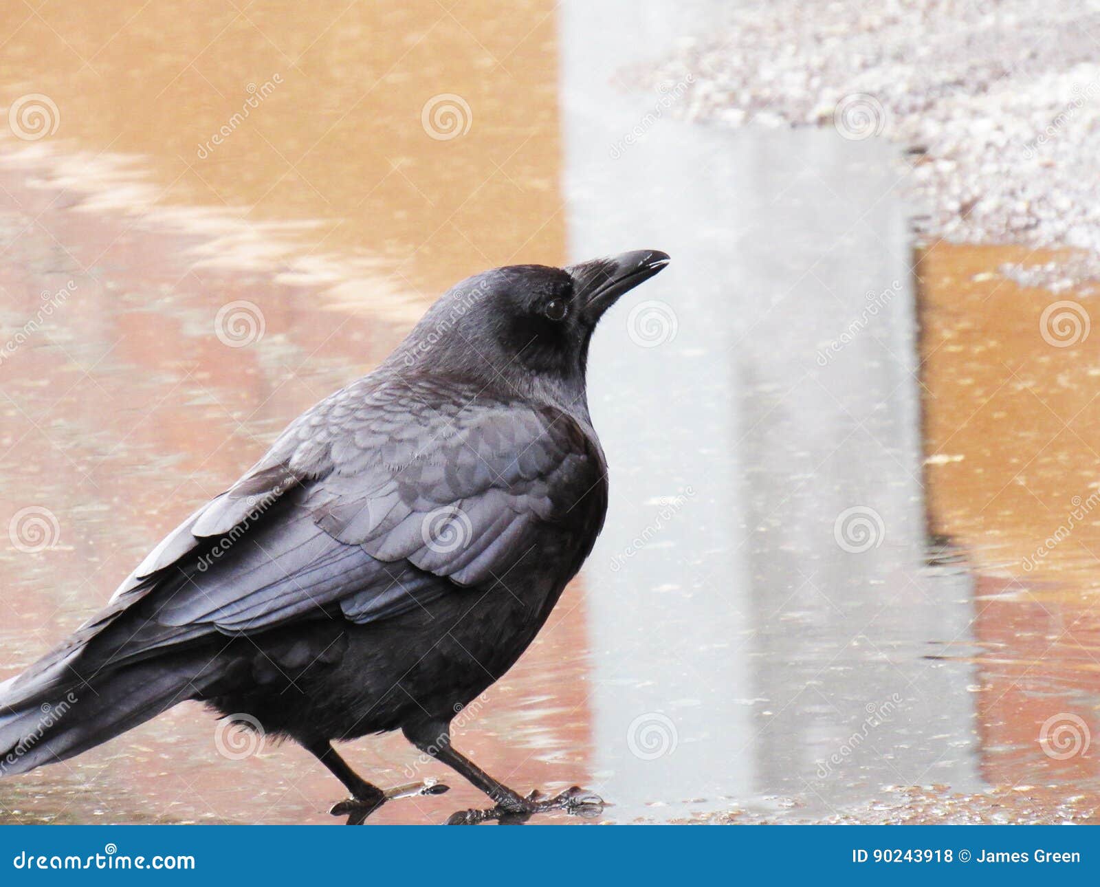 Up-Close Crow in Rainy Puddle Stock Photo - Image of standing, black ...