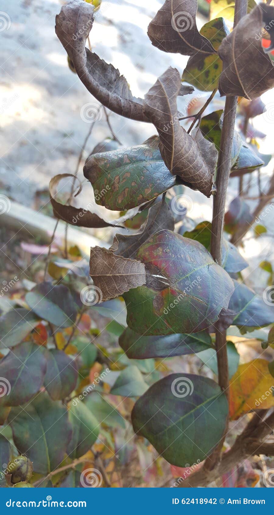 Up close dead plant stock photo. Image of shriveled, garden - 62418942