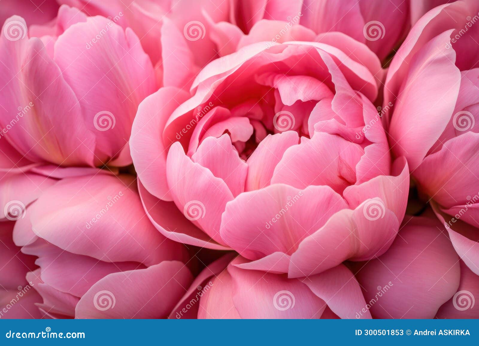An Up-close and Detailed Macro Perspective of a Budding Pink Peony ...