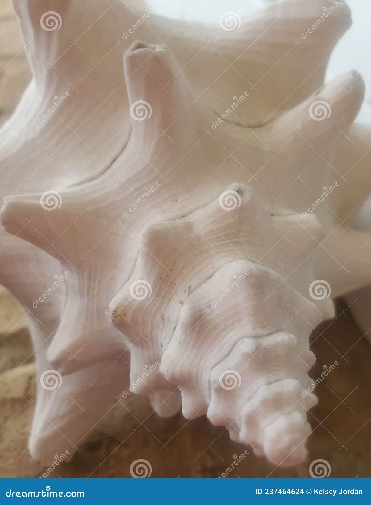 Up Close Details of White, Light Pink Conch Shell Sea Shell Details ...