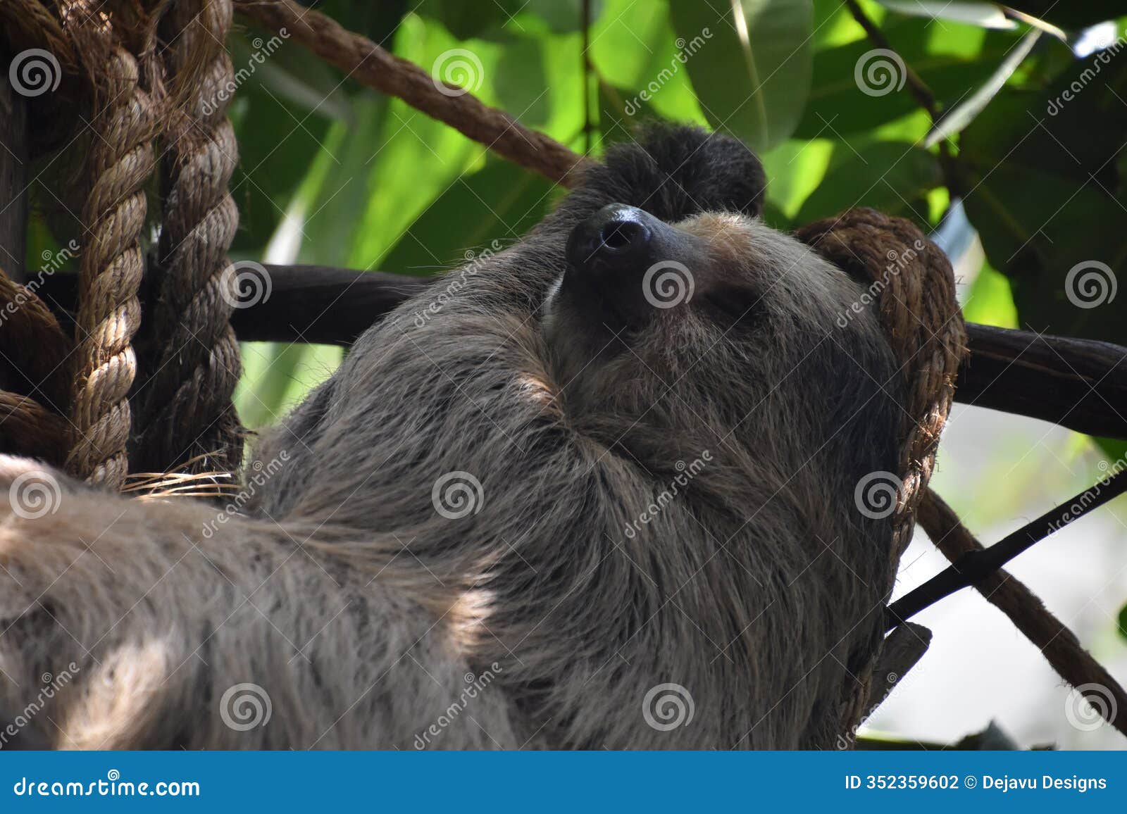 Up Close on the Face of a Sleeping Sloth Stock Photo - Image of face ...