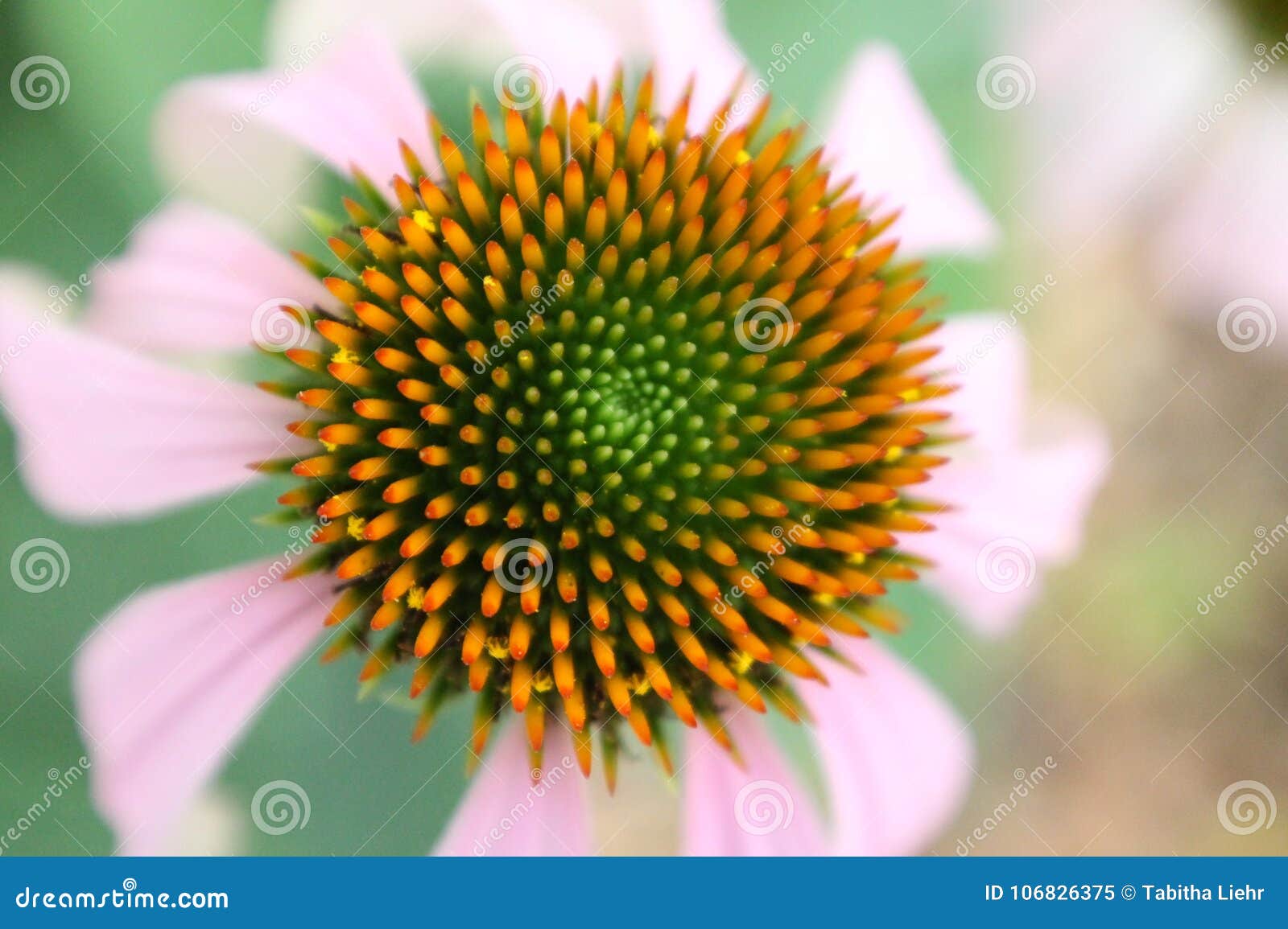Different Perspective of a Flower Stock Image - Image of beautiful ...