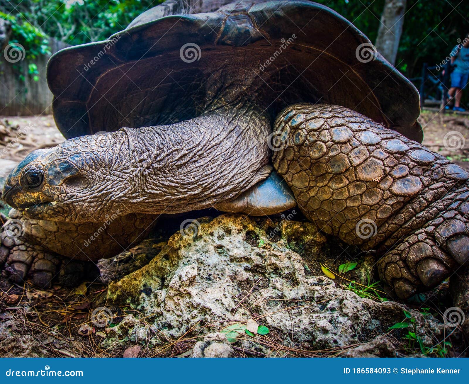 Up Close with Giant Tortoise Stock Image - Image of island, turtle ...