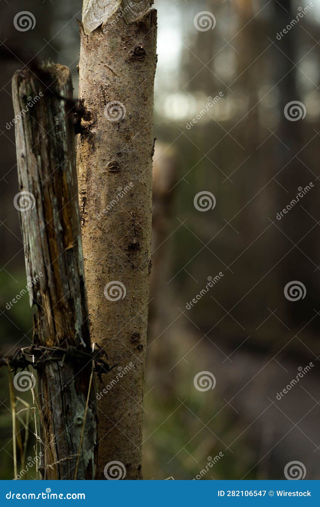 Up-close Image of Several Slender Tree Trunks, Surrounded by a Forest ...