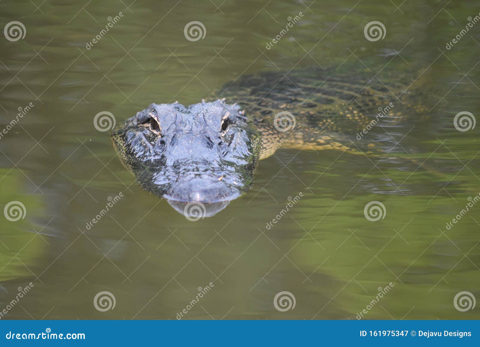 Up Close Look Directly into the Face of a Swamp Gator Stock Image ...