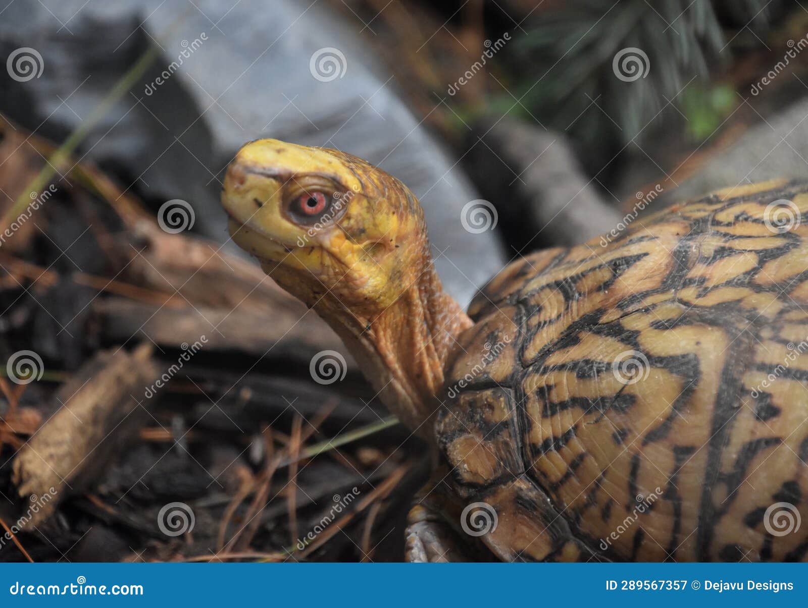 Up Close Look at an Eastern Box Turtle Stock Image - Image of turtle ...