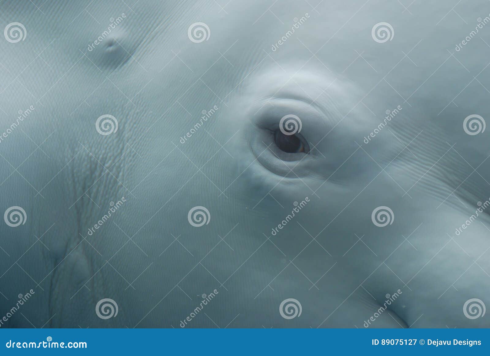 An Up Close Look at the Eye of a Beluga Whale Stock Image - Image of ...