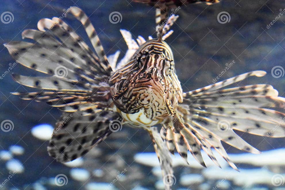 Up Close Look at the Face of a Butterfly Cod Stock Photo - Image of ...