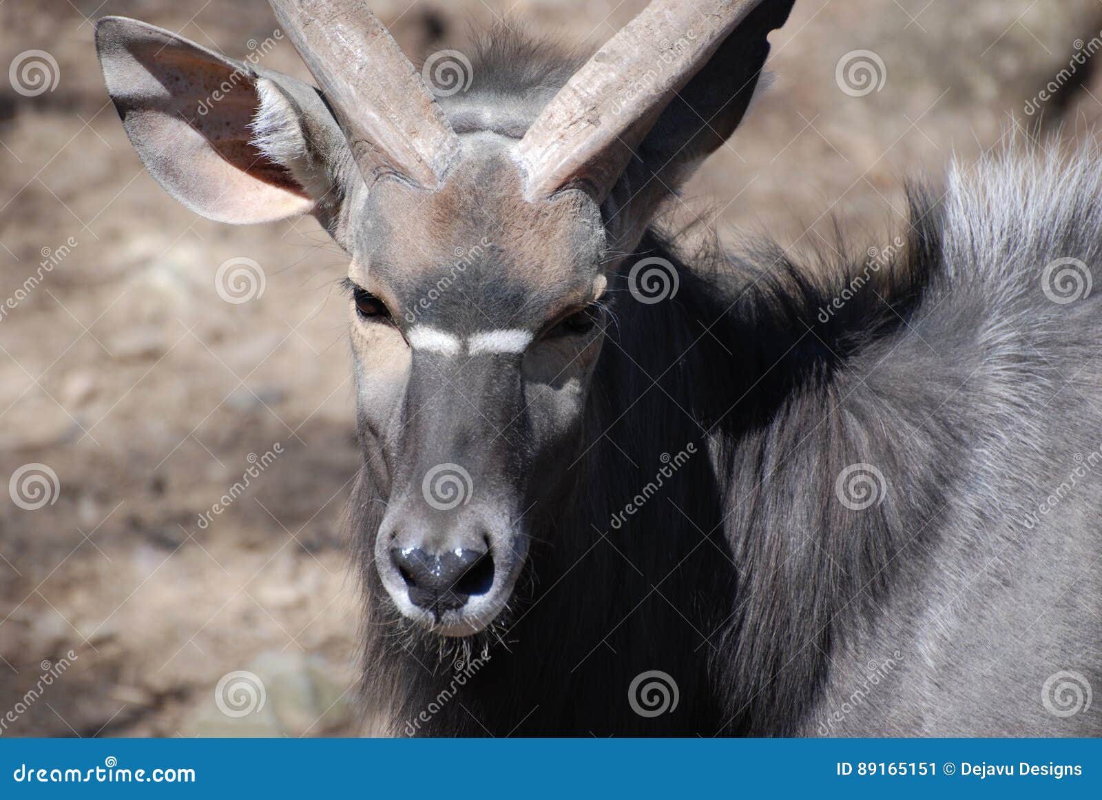 Up Close Look at the Face of a Nyala Buck Stock Image - Image of ...