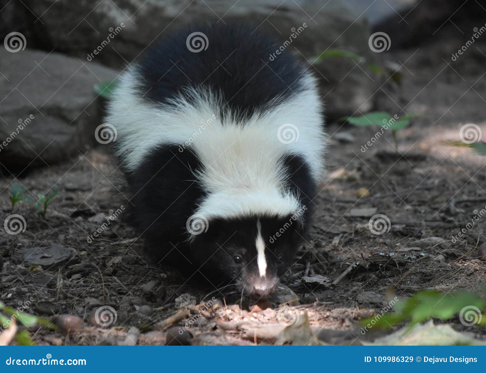 Close Up Look at the Face of a Skunk Stock Image - Image of close ...