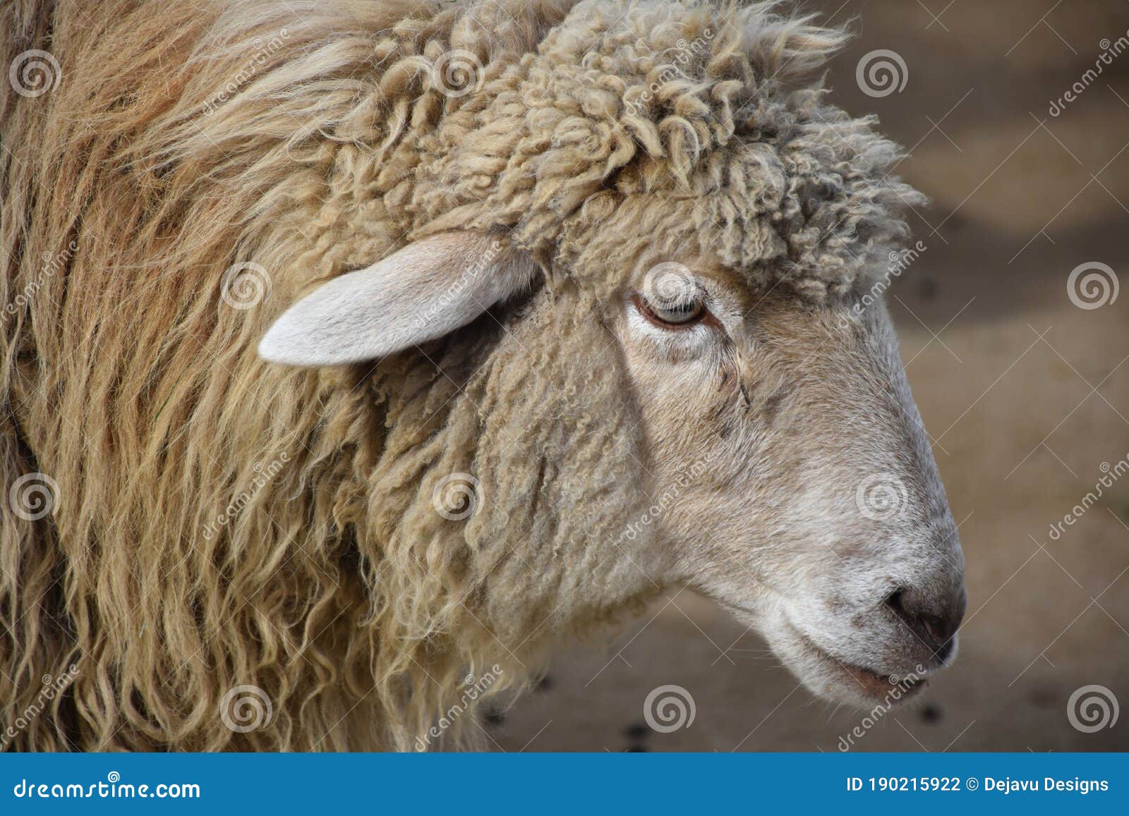 Up Close Look into the Face of a Sweet Sheep Stock Photo - Image of ...