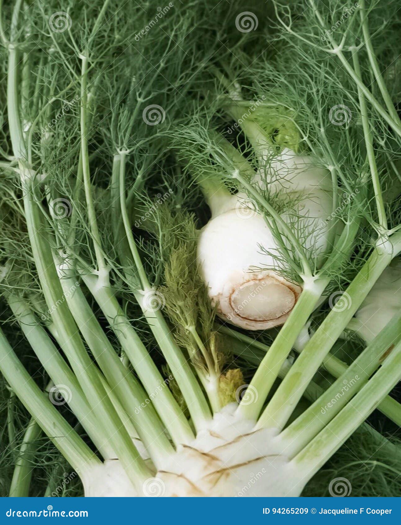 Up close look at Fennel stock image. Image of stalk, close - 94265209