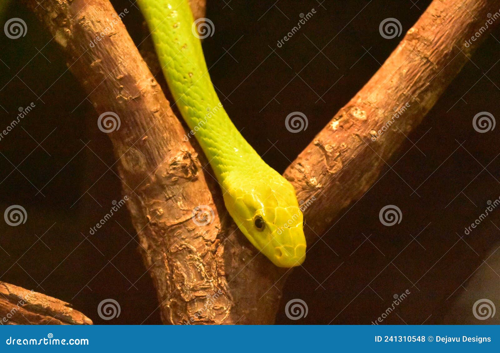 Up Close Look at a Green Mamba Snake Stock Photo - Image of green ...