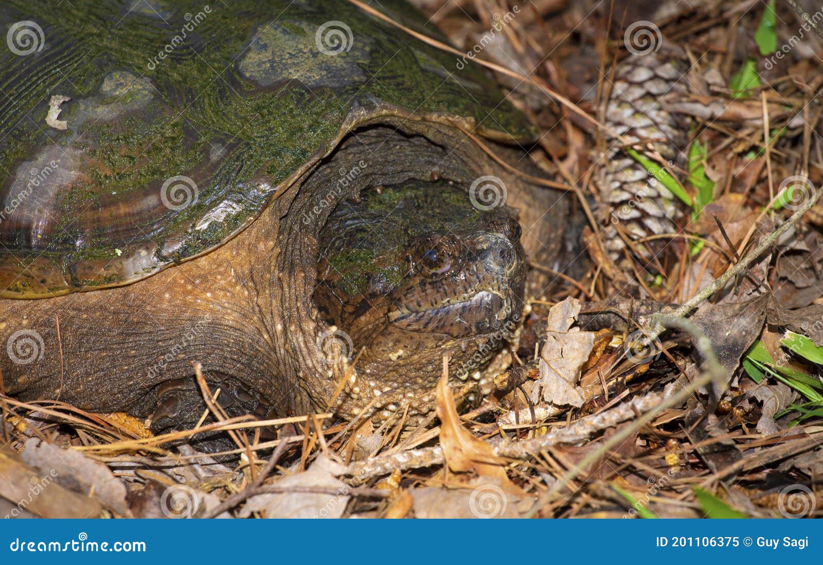 Up Close Look at Live Turtle Head Stock Image - Image of animal ...