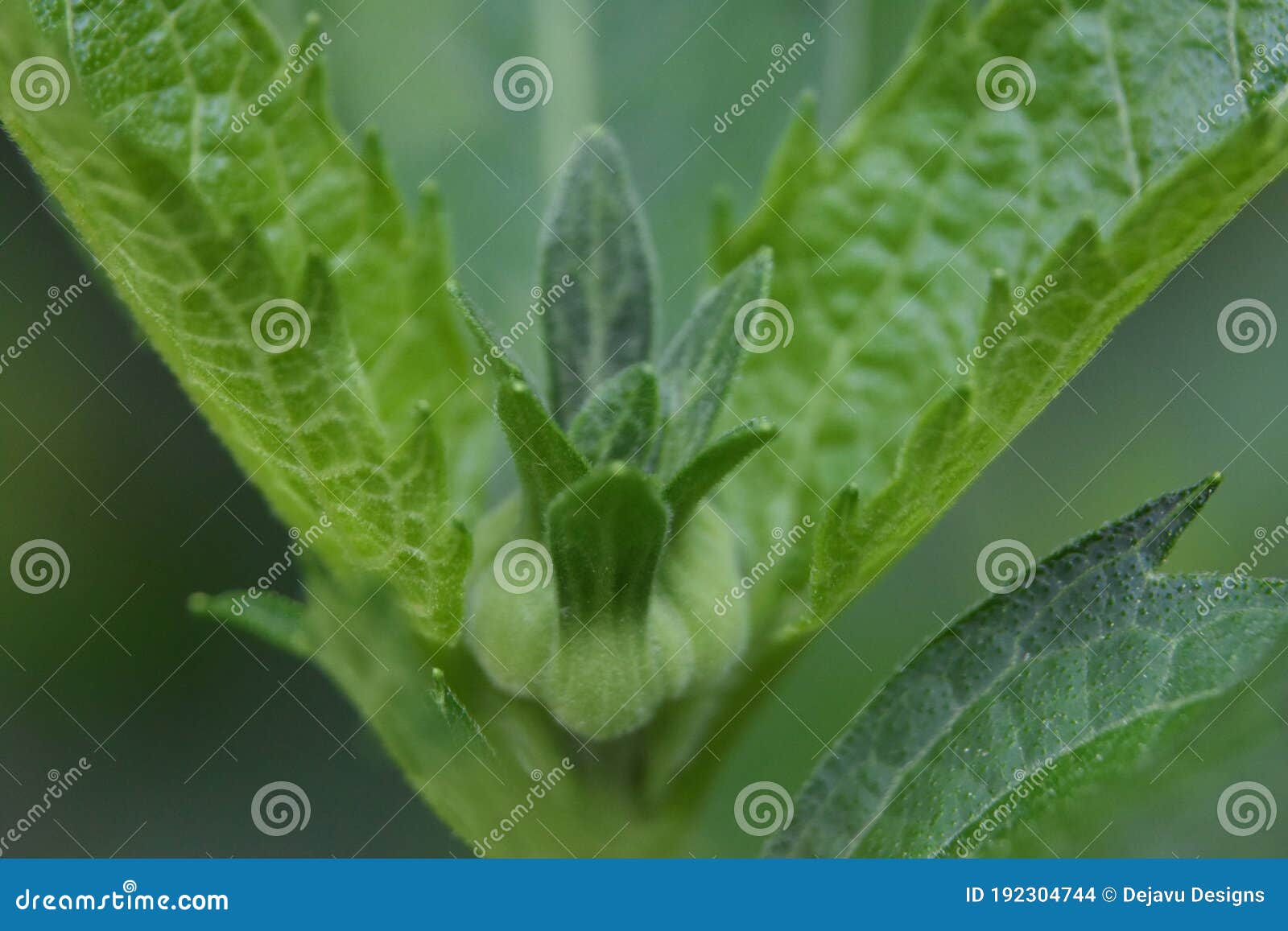 Up Close Look at a Plant Budding with Leaves Stock Photo - Image of ...
