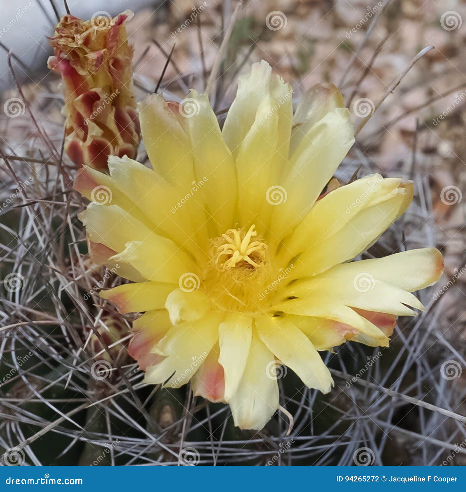 An Up Close Look at a Yellow Rainbow Hedgehog Cactus Flower Stock Photo ...