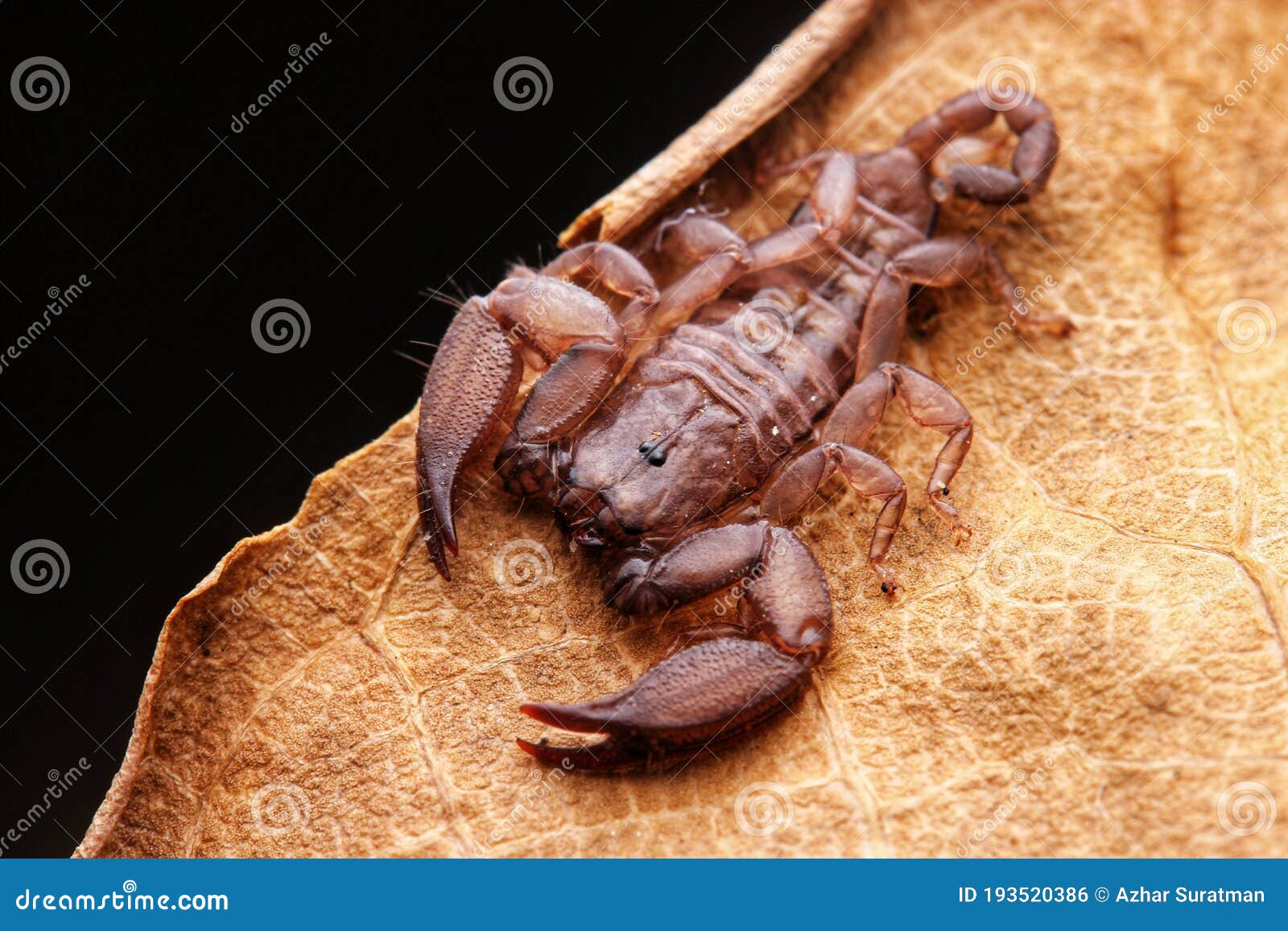 Up Close Macro Image of Scorpion on Brown Leaf Stock Photo - Image of ...