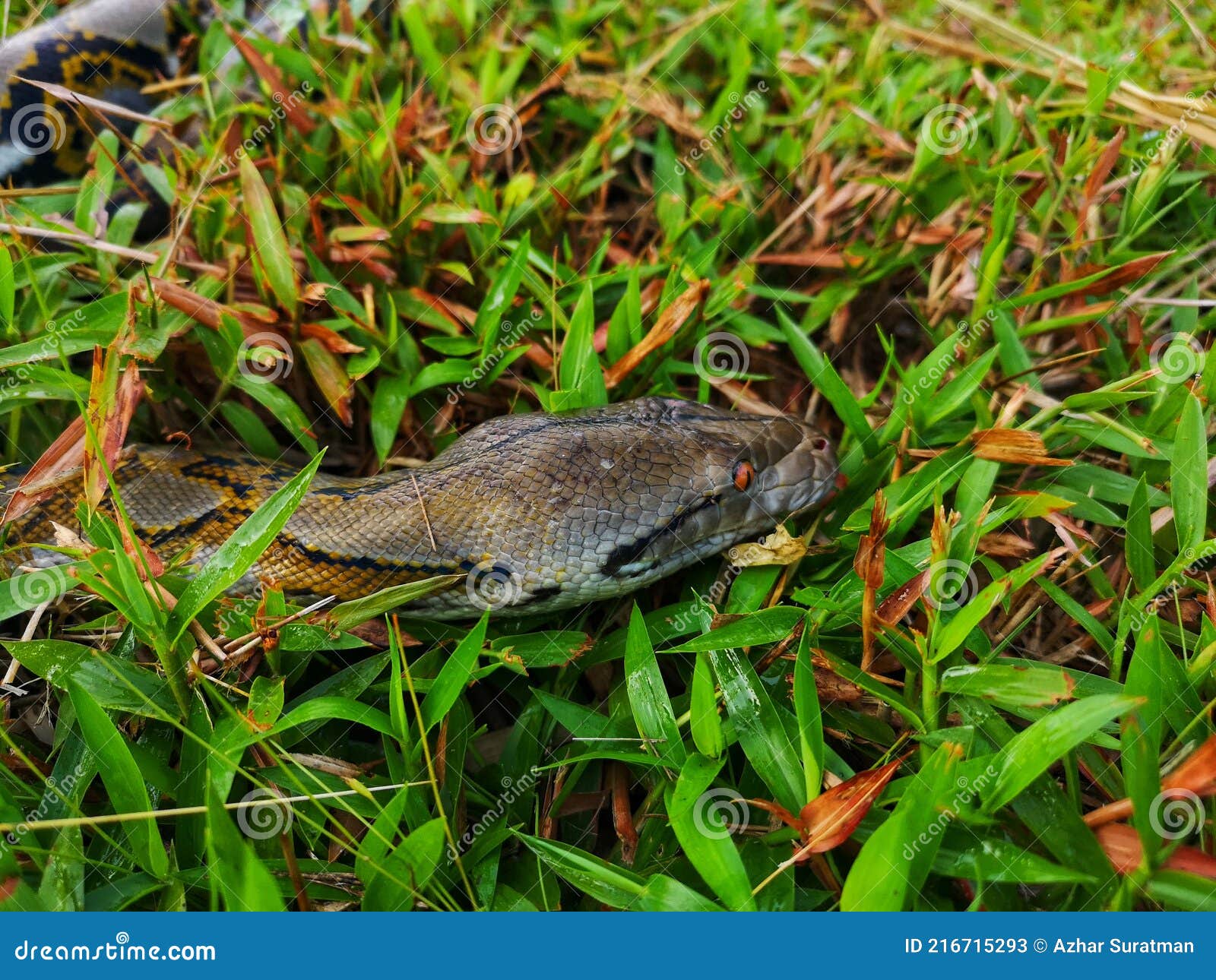 Up Close a Macro Photography of Reticulated Python Snake on the Ground ...